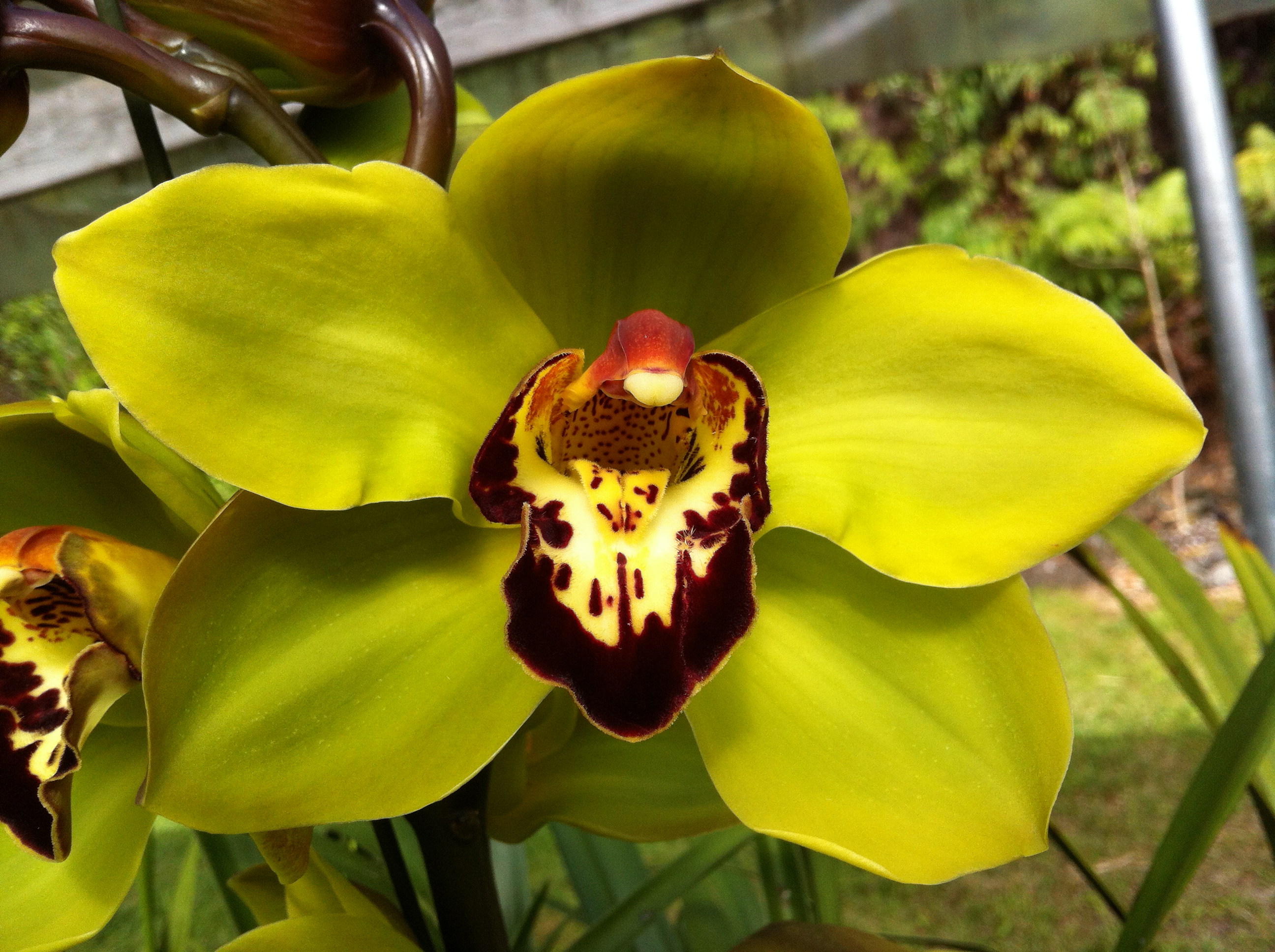 Jungle Mist Orchids – specializing in miniature cymbidiums and rare ...